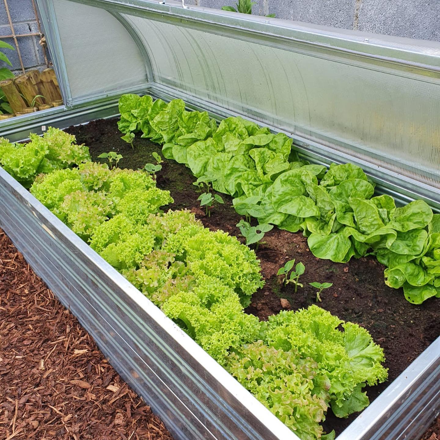 POLYCARBONATE SEEDBEDS – KSB Greenhouse